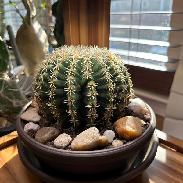 Leucospermum 'tango' 5 Gallon GN - Etsy