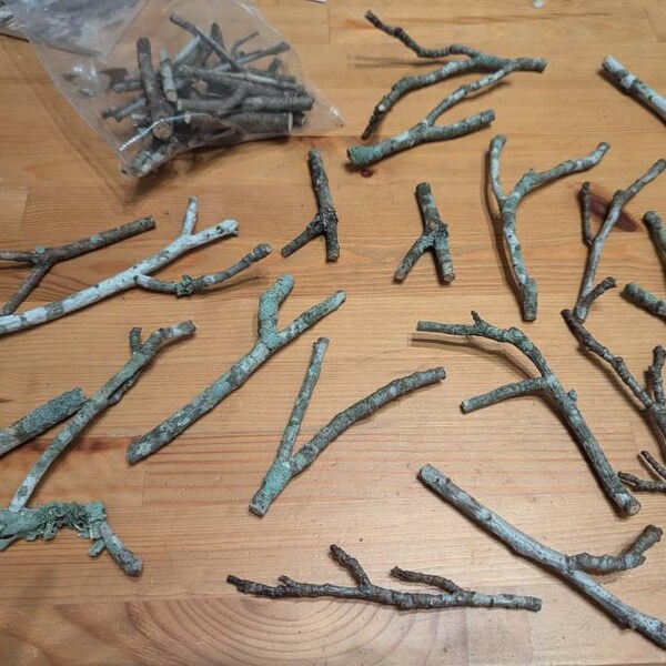 Dried Crepe Myrtle Seed Pods in Assorted Sizes, Natural Dried Mini ...