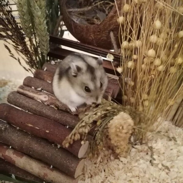 Flax Spray, Dried Flax Stems, Hamster Flax, Bird Flax, Hamster Flax ...