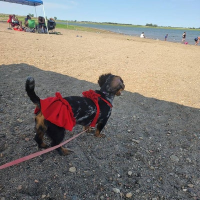 DOG BIKINI, Dog Ruffle Red Tankini, Dog Swim Wear, Summer Beach Clothes ...