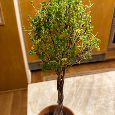 Scented Geranium Topiary Braid or Twist in a 6 Pot - Etsy