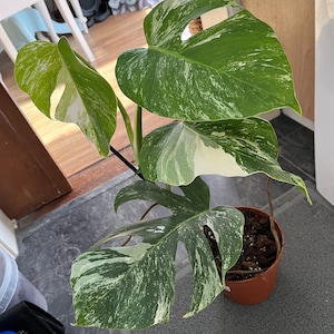 15 25cm Philodendron Brazil Pothos 12cm Pot House Plant - Etsy UK