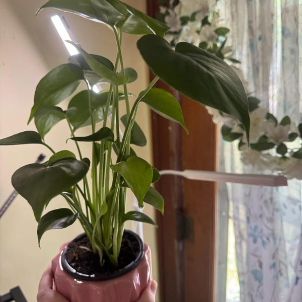 Monstera Deliciousa Live Indoor Plant, Easy Care Low Light Houseplant ...