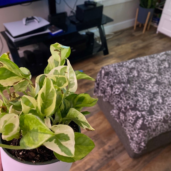 Pothos Lizard Queen - New Pothos Sport - Variegated Epipremnum - Live ...
