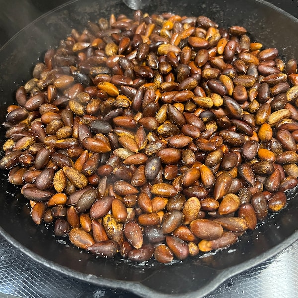 Piñon Pinon 2024 Harvest HARD SHELL Pinion - Etsy