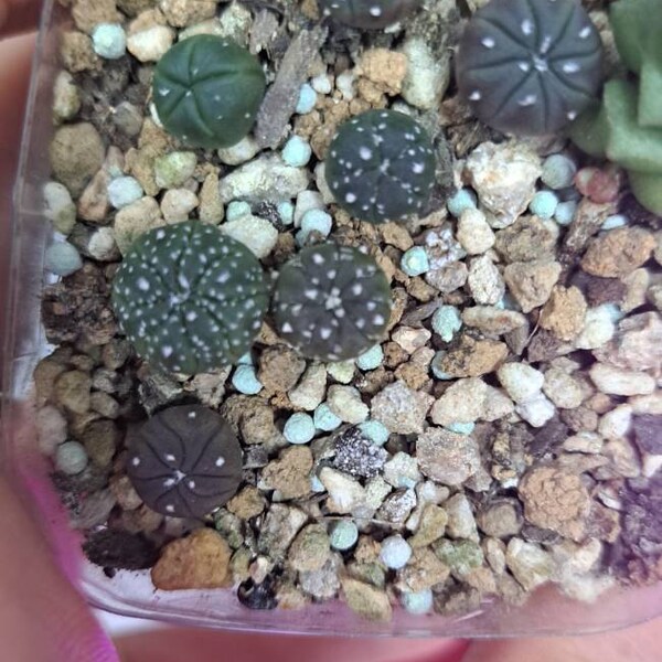 Eppendorf Centrifuge Tube Safe Lock 2.0 Ml High-quality Microcentrifuge ...