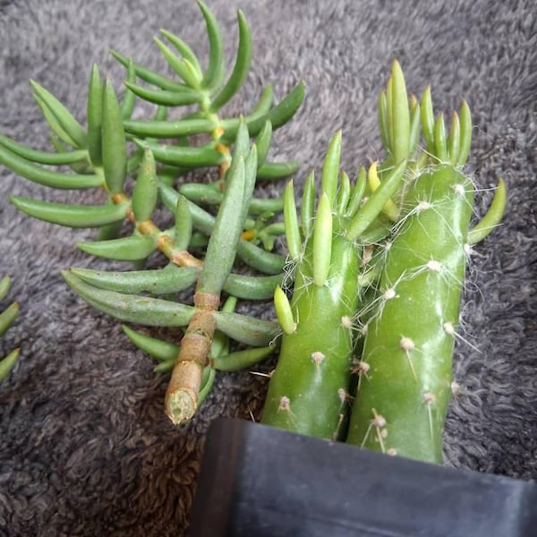 Opuntia Subulata or Austrocylindropuntia Subulata Eves Needle Eves Pin ...