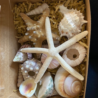 Assorted Mixed Seashells Set of 50 Starfish Urchins Scallops Quality ...