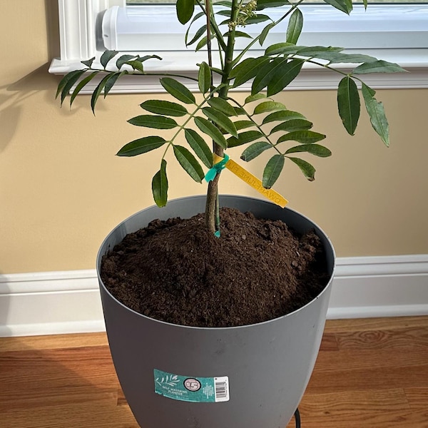 June Plum Dwarf, Ambarella Fruits, Jewel Plums in 10" Pot, Kedondong ...
