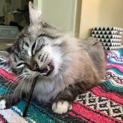 20 Ct Mini Matatabi Cat Chew Sticks All Natural Catnip Alternative ...