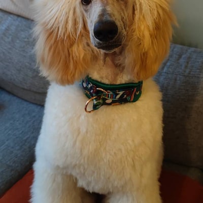 Tangle Free Collar for Poodle / Sighthound/protective Silky Dog Collar ...