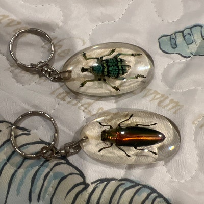Real Green Rose Chafer Beetle Keychains Encased in Clear Resin lots 5 ...