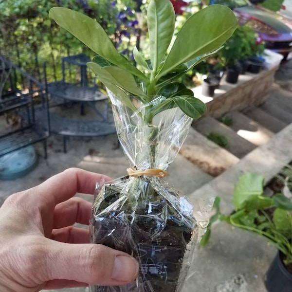 1 Grafted Double"black Purple" Adenium Obessum/desert Rose Plant. 4-6 ...