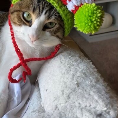 Crochet Pattern: Elf Hat for Cats, Cat Elf Hat Pattern, Christmas ...