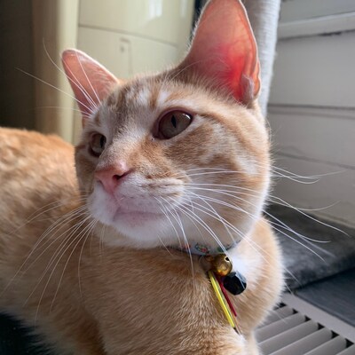 Cauldron Cast Iron Cauldron Mini Cauldron Witch Cauldron Witches ...