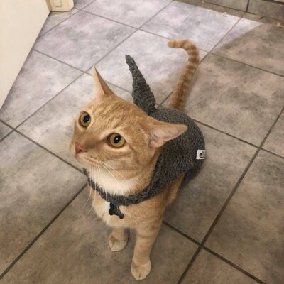 Mohawk Dog/cat Hat - Etsy