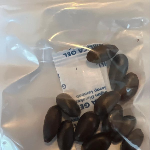 Limited Agarwood Chips Aquilaria Malaccensis Kalimantan Oud Wild Borneo ...