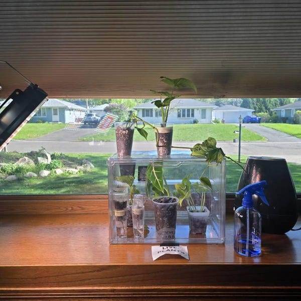 Humidity Propagation Box | Self Watering | Hoya | Acrylic | Nursery ...