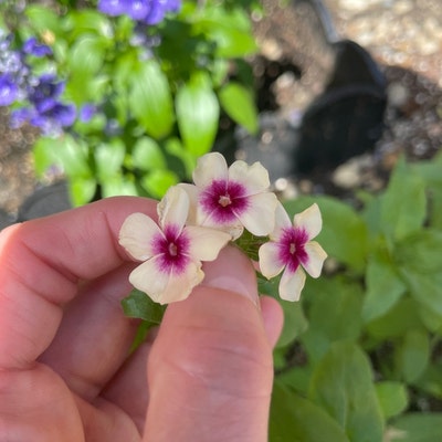 30 Phlox Cherry Caramel / Perennial / Flower Seeds. - Etsy