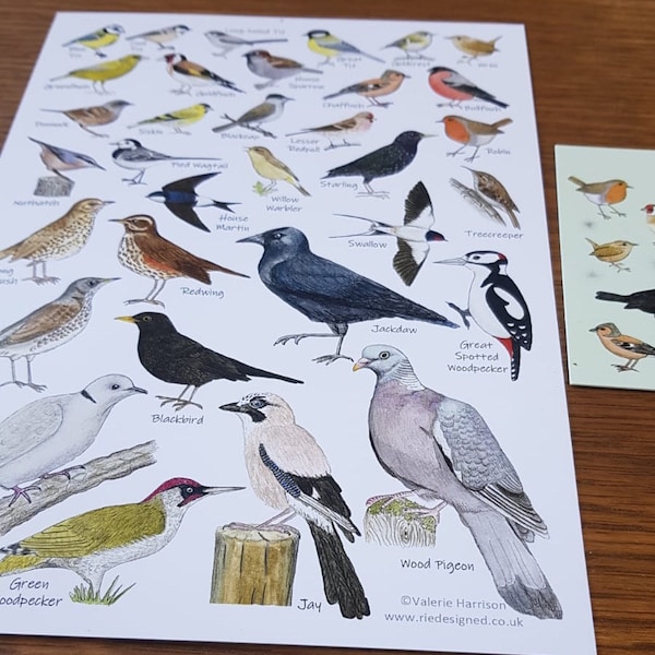British Garden Birds A5 Identification Chart, Wildlife Card, Postcard ...