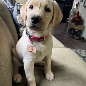 Engraved Dog Tag, Rose Gold Dog Tag Personalized, Dog Name Tag, Custom ...