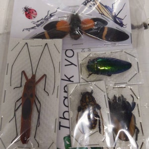 Mixed Bugs Beetles & Other Insects Mystery Box of Ethical Unmounted ...