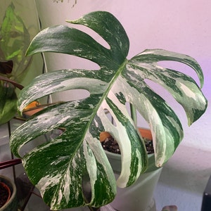 Get What You See Super White Monstera Variegated White Monstera ...