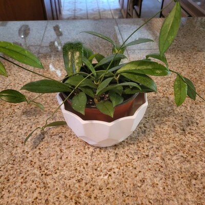 6 Hoya Crassipetiolata - Etsy