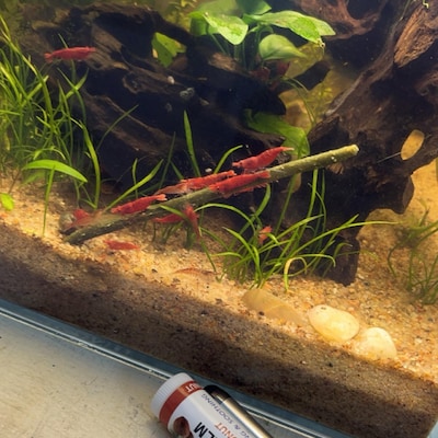 X2 Subwassertang Moss on Cholla Wood Shrimp Hideout & Betta Aquarium ...