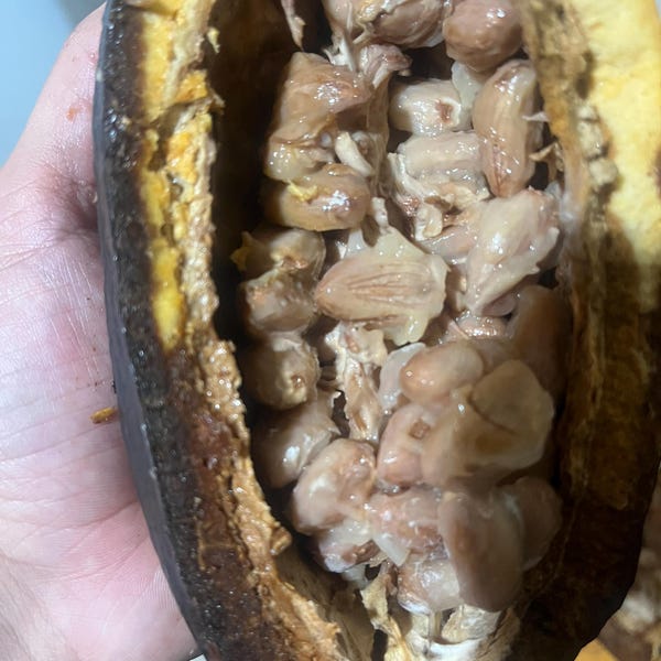 Theobroma Cacao Amelonado/forastero Live Rooted Plant Tree - Etsy