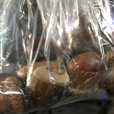 JUMBO Acorns Real Acorns Extra Large Real Acorns Natural Acorns Large ...