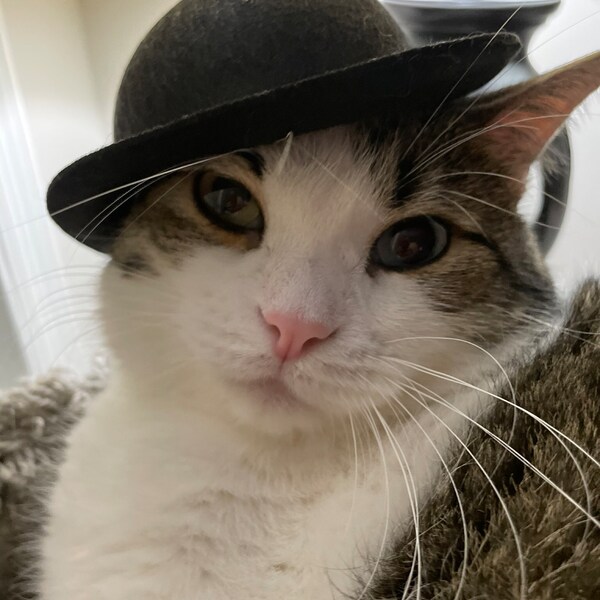 LARGE Black Bowler Cat Hat-- Tough Guy Cat Hat FREE SHIPPING - Etsy