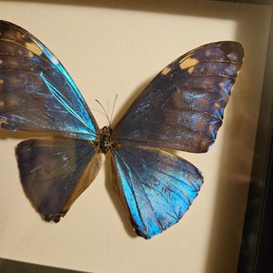 Framed Lanternfly Insect Display Pyrops Pyrorhyncha 6x6 - Etsy