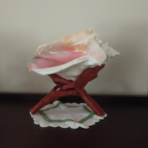 Bahamian Queen Conch Shell I Pink Conch Shell SLIT BACK I Large ...