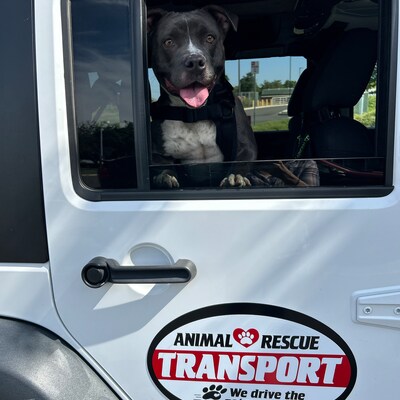 VEHICLE SIGN Freedom Ride in Progress Animal Rescue Transport 17x11.5 ...