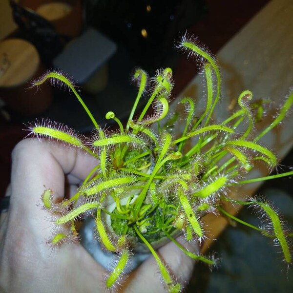 Xyris Difformis — Bog Yellow-eyed-grass - Etsy