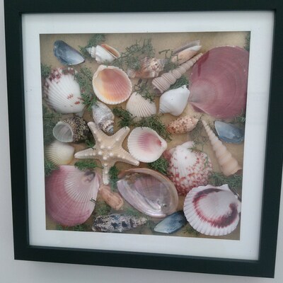 Assorted Mixed Seashells Set of 50 Starfish Urchins Scallops Quality ...