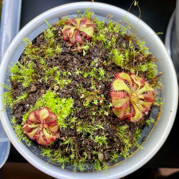 Carnivorous Plant Soil (pygmy Sundew Mix) - Etsy