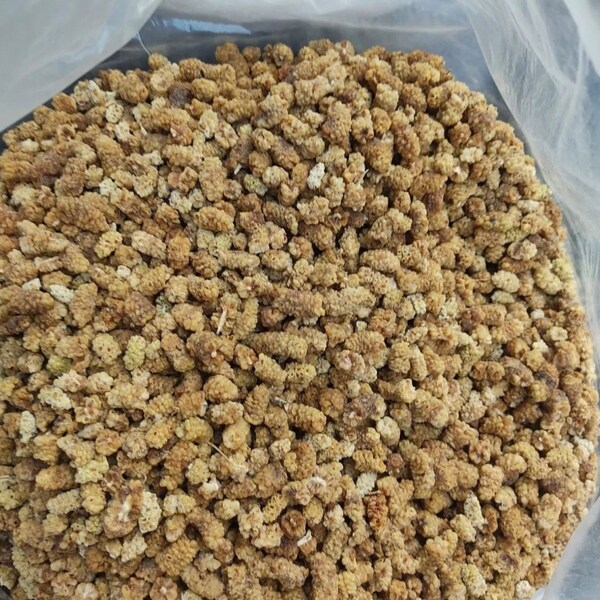 100% Organic Turkish Certificated Hazelnuts / Filberts Premium Quality ...