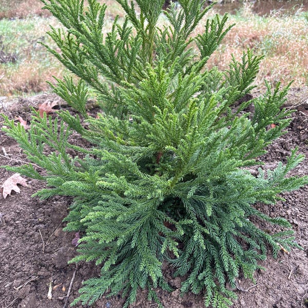 Cryptomeria Japonica 'gyokuryu' - Japanese Cedar - Live Plant - 2 ...