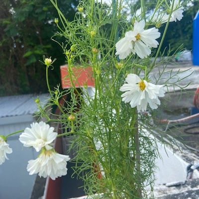 40 Cosmos Fizzy White Seeds - Etsy