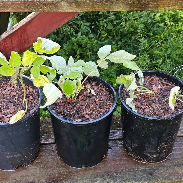 Fall Gold Raspberry Starter Plant Sweet Raspberries Yellow Berry Fruit ...