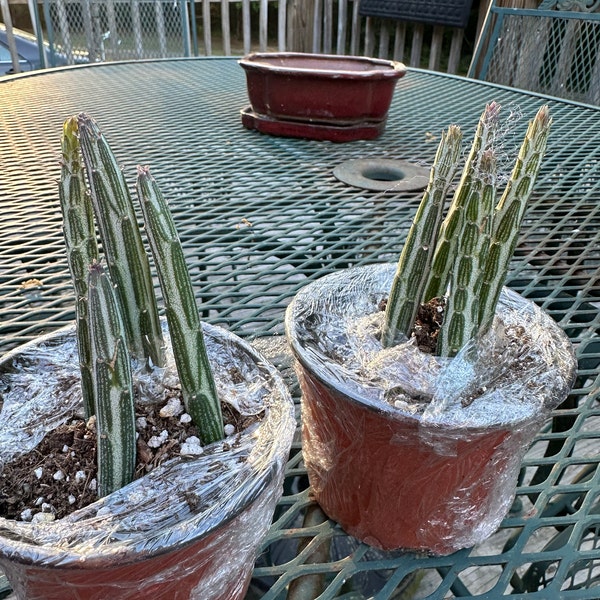 Pickle Plant, Little Pickles, Rare Succulent, Live Plant in 4'' Pot - Etsy