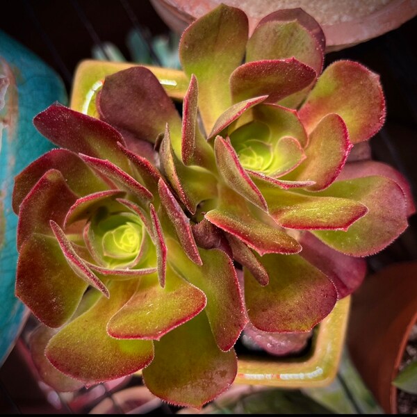 Aeonium Blushing Beauty Succulent, Color Changing Rosettes - Etsy