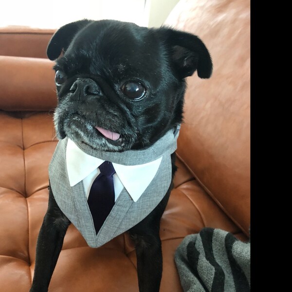 Blue Formal Dog Tuxedo, Dog Wedding Tuxedo , Dog Attire , Pet Clothing ...