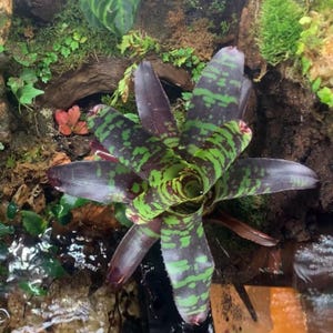 Brachy Pod - Brachychiton Populneus Tree - Seed Pods - Terrarium and ...