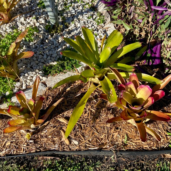 Bromeliad Portea jungles Small Pup - Etsy