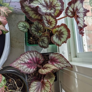 Rhizomatous Begonia 'starburst' | Etsy