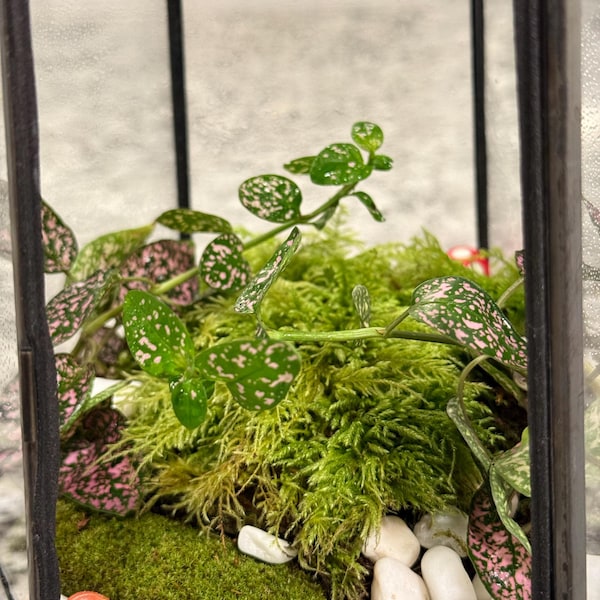 Large Terrarium Kit DIY / Live Moss / Tropical Plant, Bioactive ...