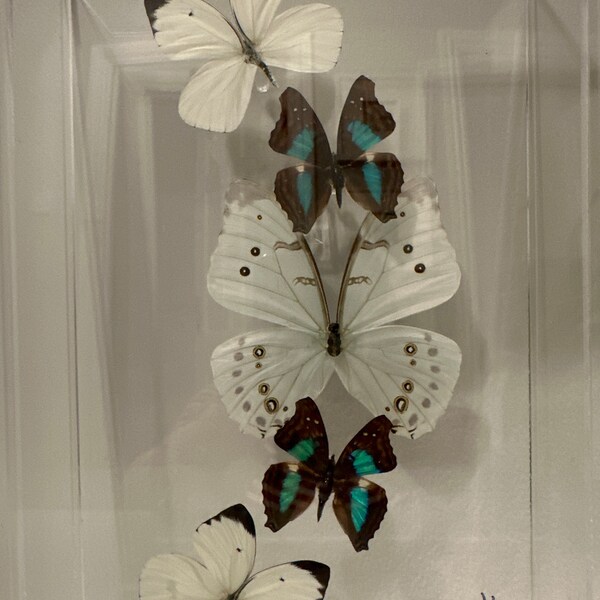 Butterfly Displays, Mounted Butterflies, Framed Butterflies , Butterfly ...